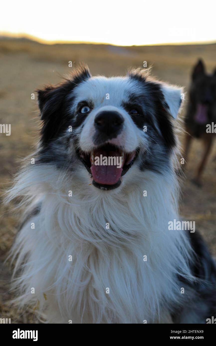 Sad look from a border collie taken in autumn Stock Photo - Alamy