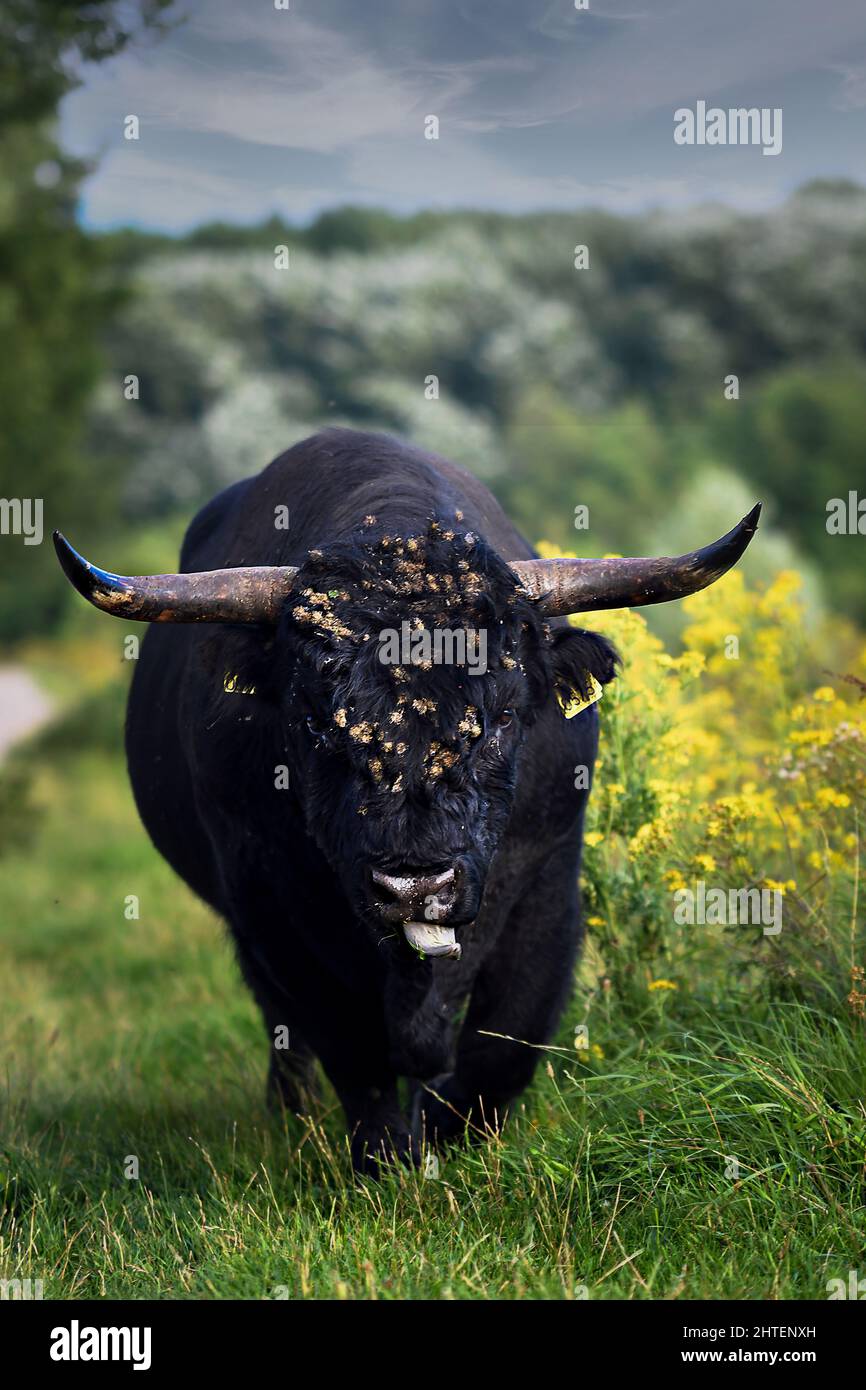 Vertical shot of a black bull in a farm Stock Photo - Alamy