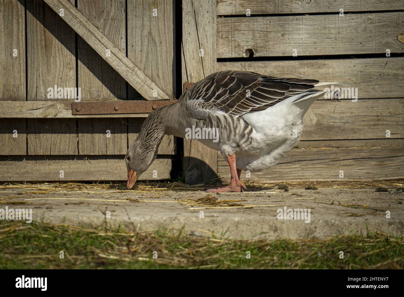 Closeup shot of a goose foraging in front of a barn Stock Photo - Alamy