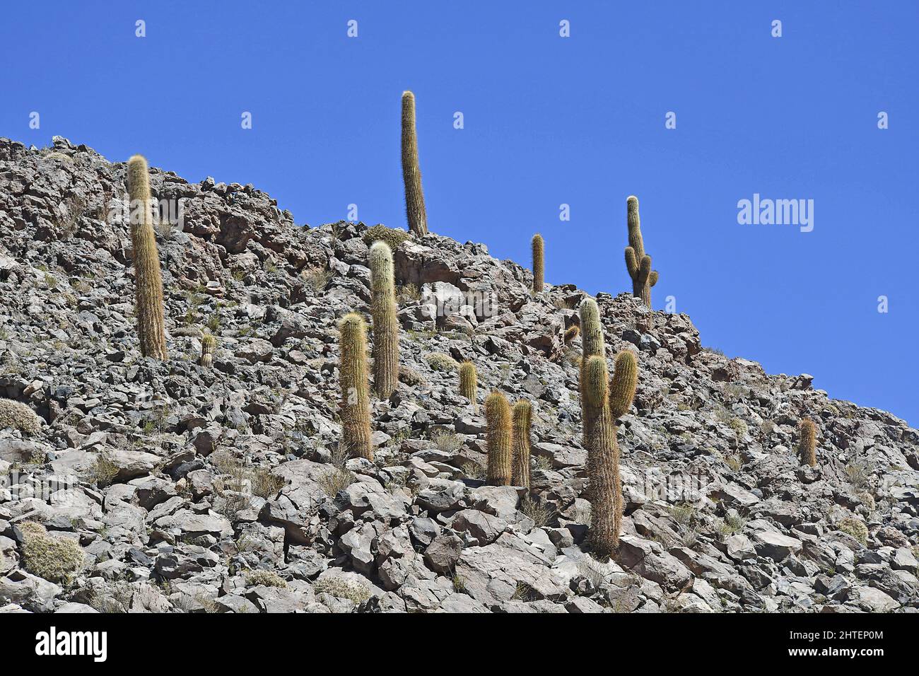 Closeup of cacti growing on rocks in the Atacama Desert under the ...