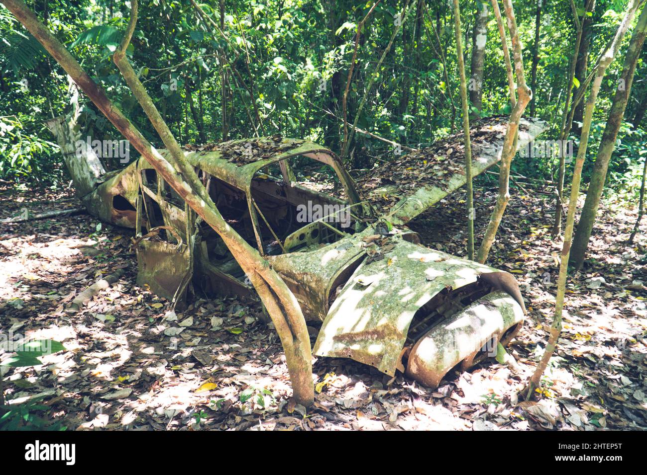 Plane crashed into trees hi-res stock photography and images - Alamy