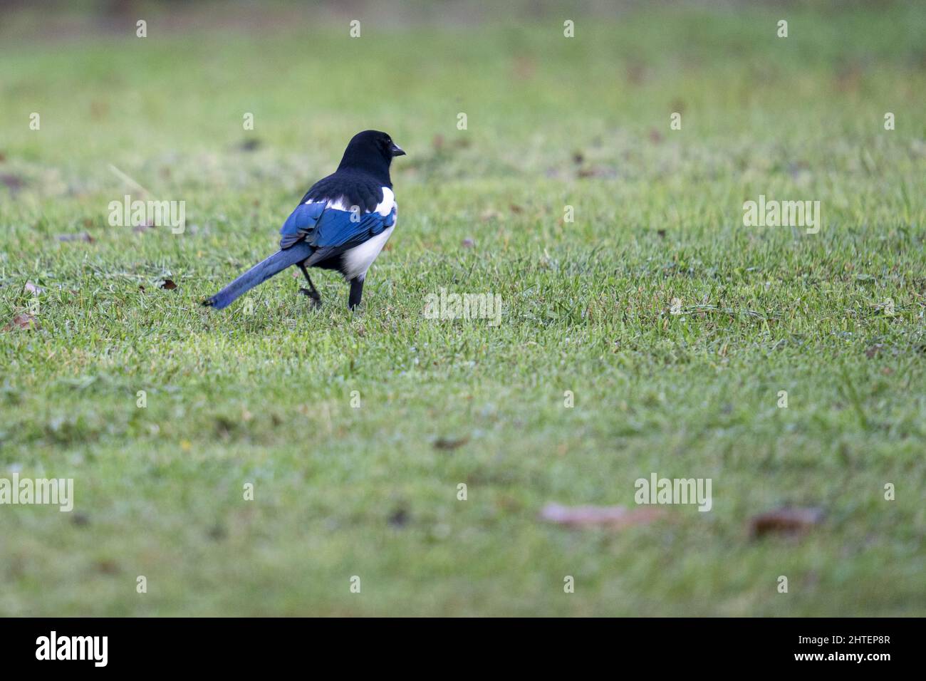 Lone magpie bird on the ground Stock Photo - Alamy