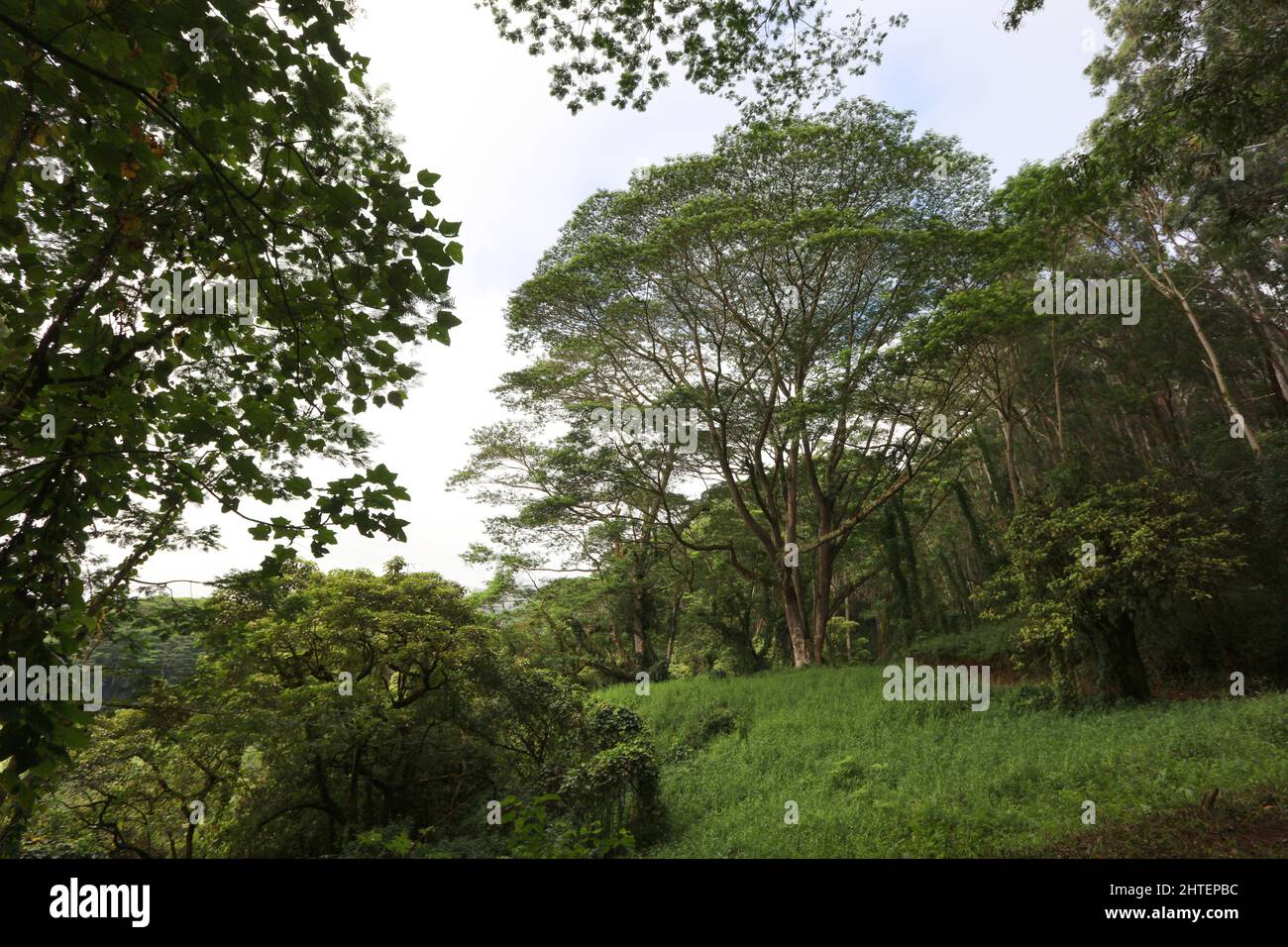 A Monkeypod Tree in a rainforest in the Lihue-Koloa Forest Reserve on ...