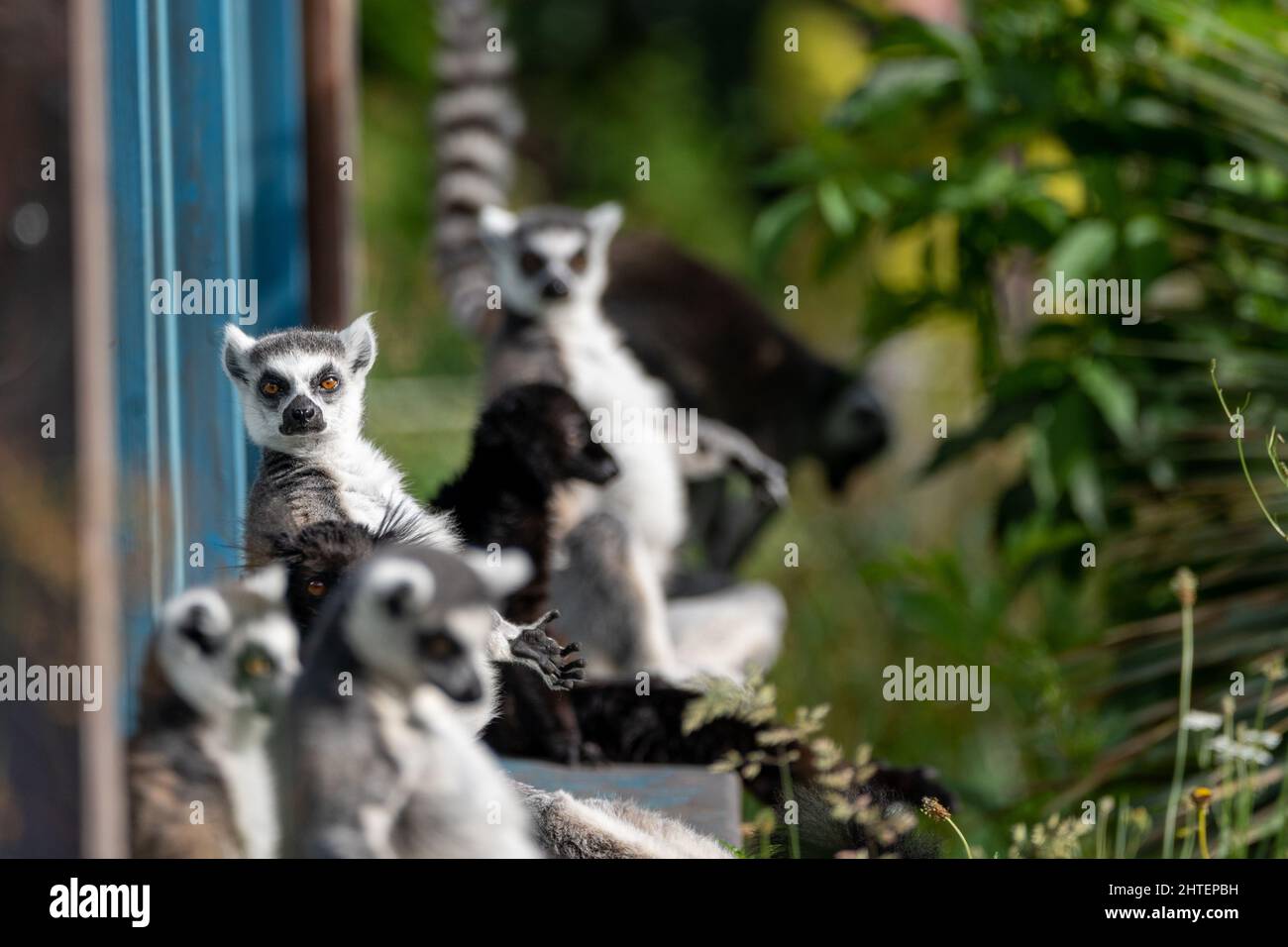 Side view of ring-tailed and black lemurs near the house in the forest ...