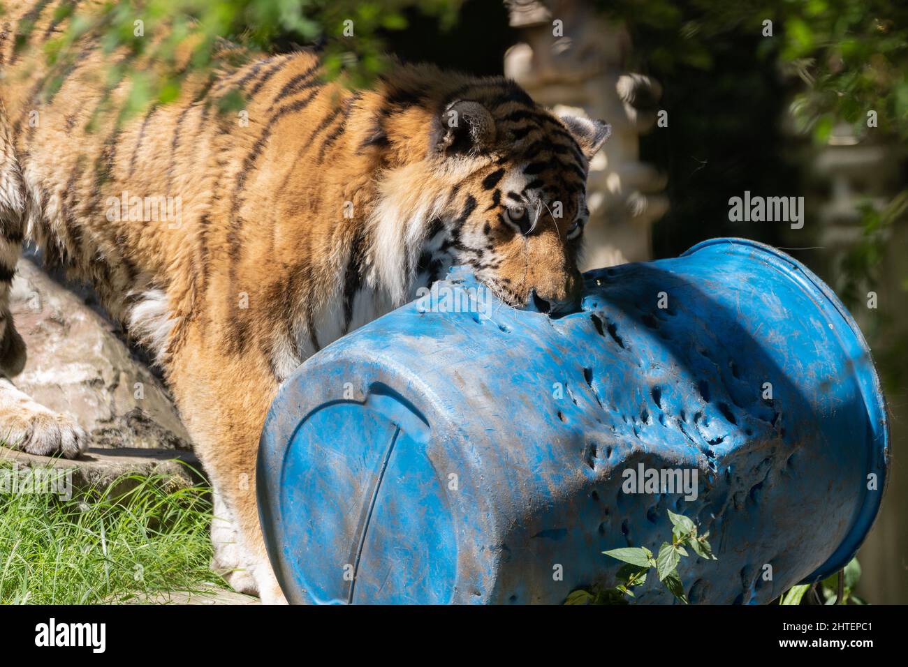 Siberian tiger biting a blue plastic barrel Stock Photo - Alamy