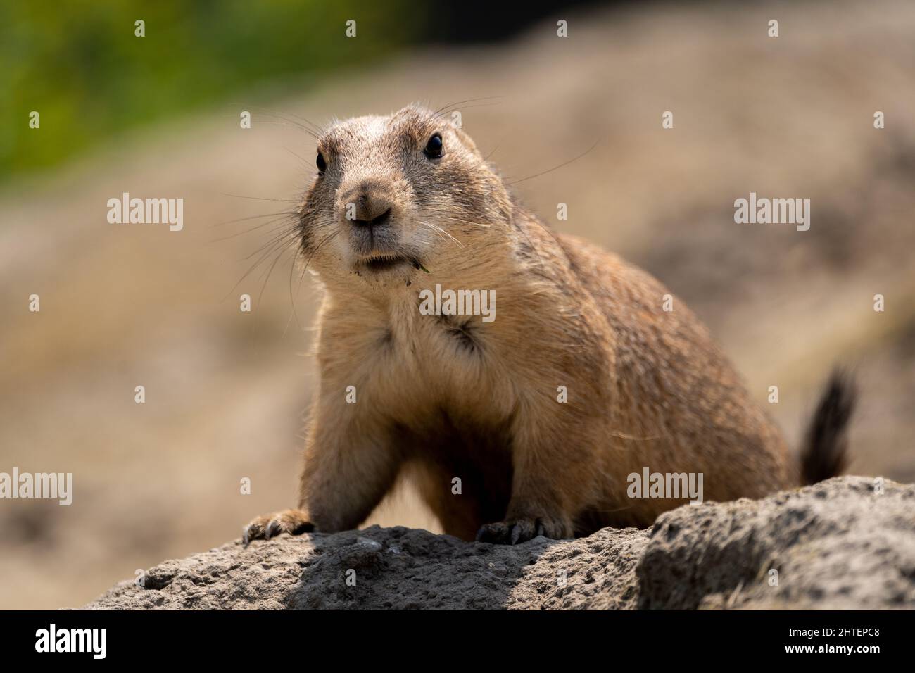 Closeup shot of the prairie dog on the rocky surface under the sunlight ...