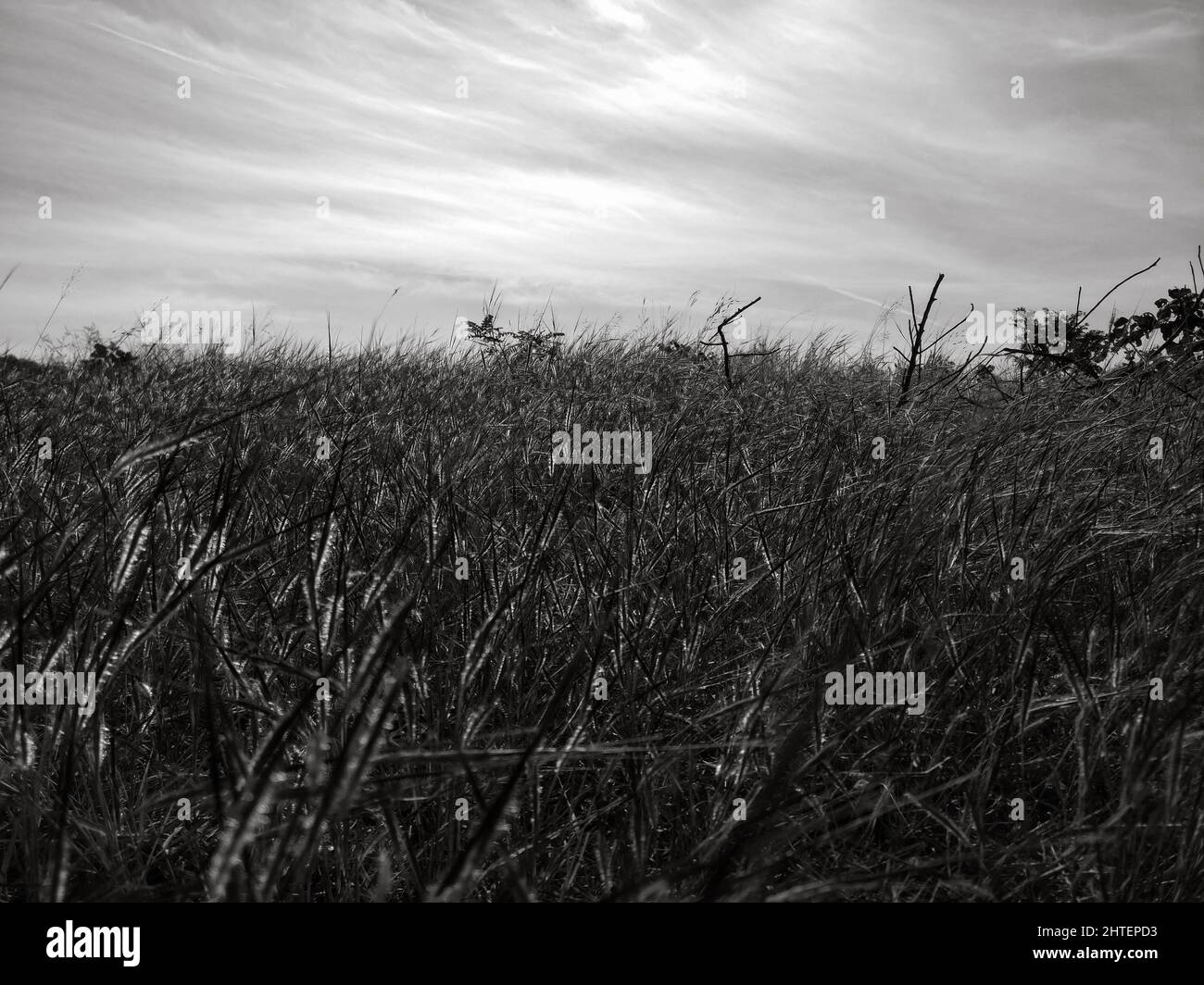 Grayscale of a crop field Stock Photo - Alamy