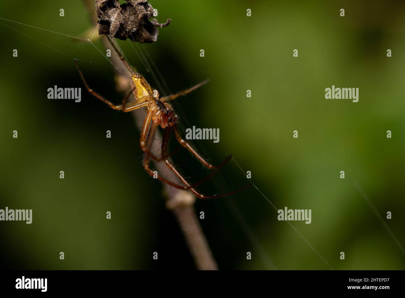 Venomous spider building a web on a plant Stock Photo - Alamy