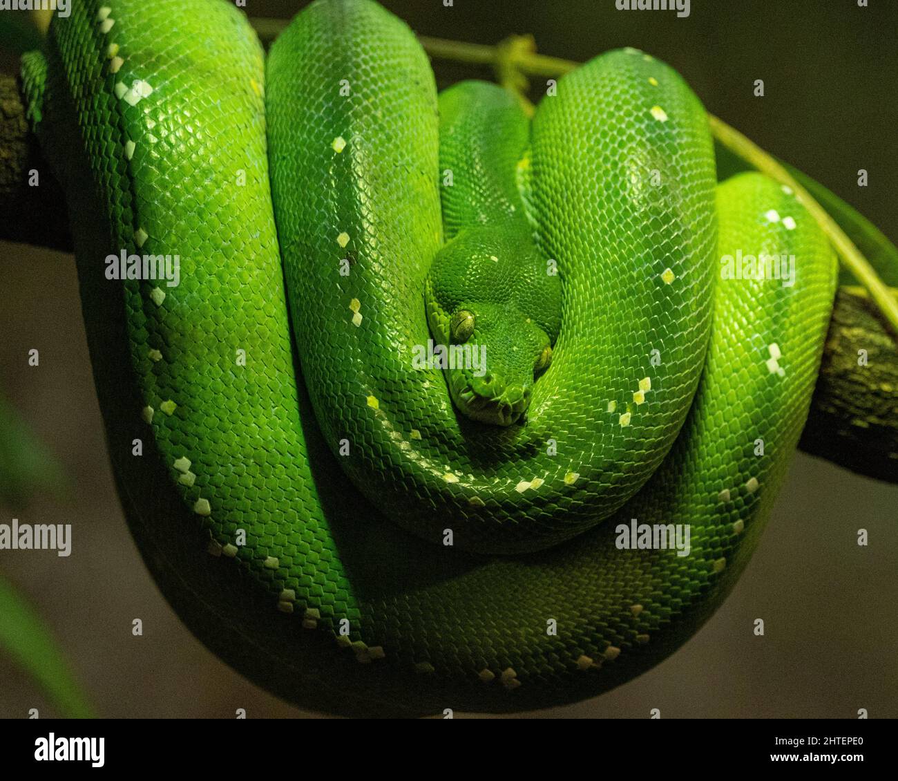 Emerald tree viper hi-res stock photography and images - Alamy