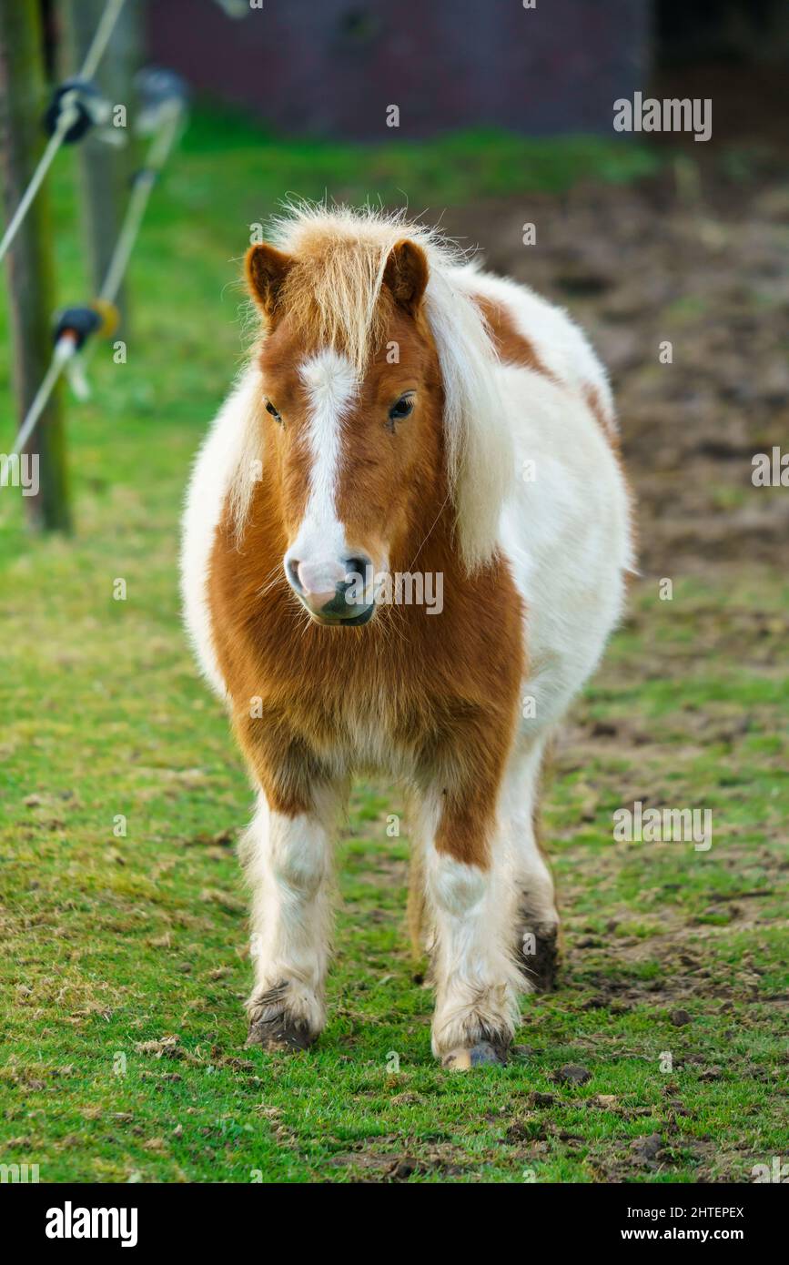 Little pony horse. A portrait of a lone Pony Stock Photo - Alamy