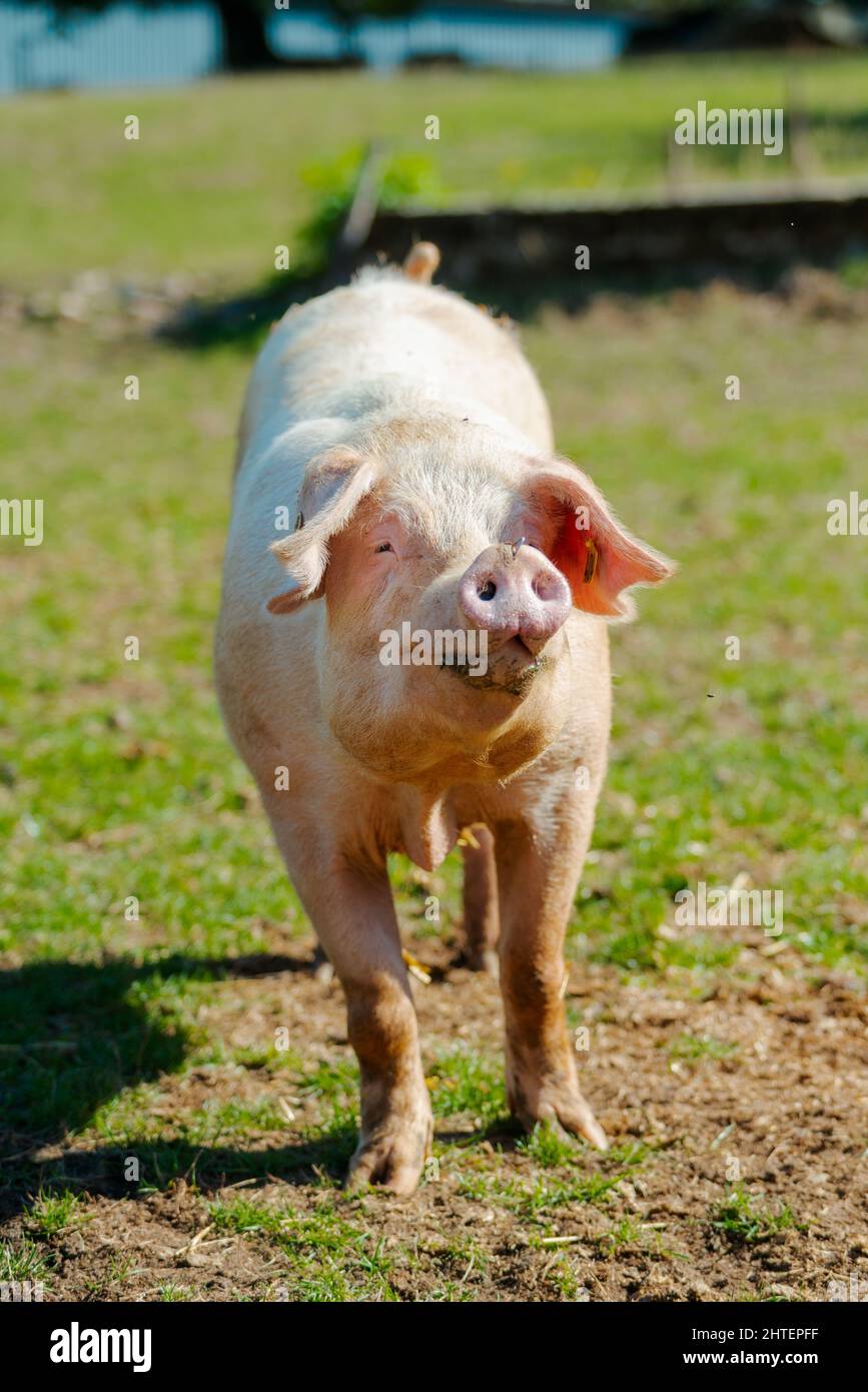 Pig standing on a grass lawn. Bio pig farm Stock Photo - Alamy