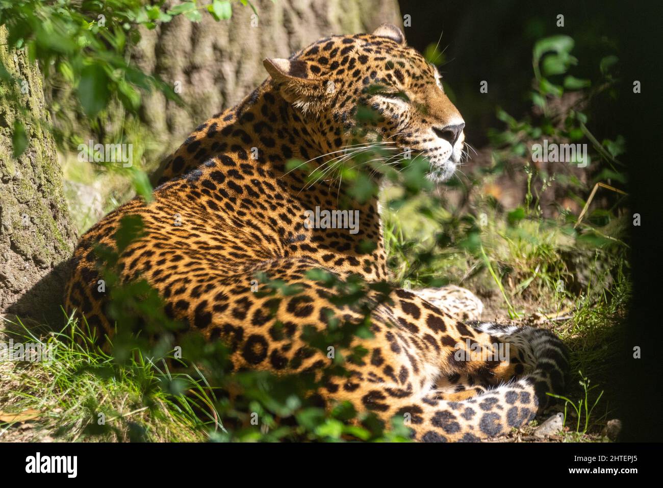 Sri Lankan leopard in the wilderness Stock Photo - Alamy