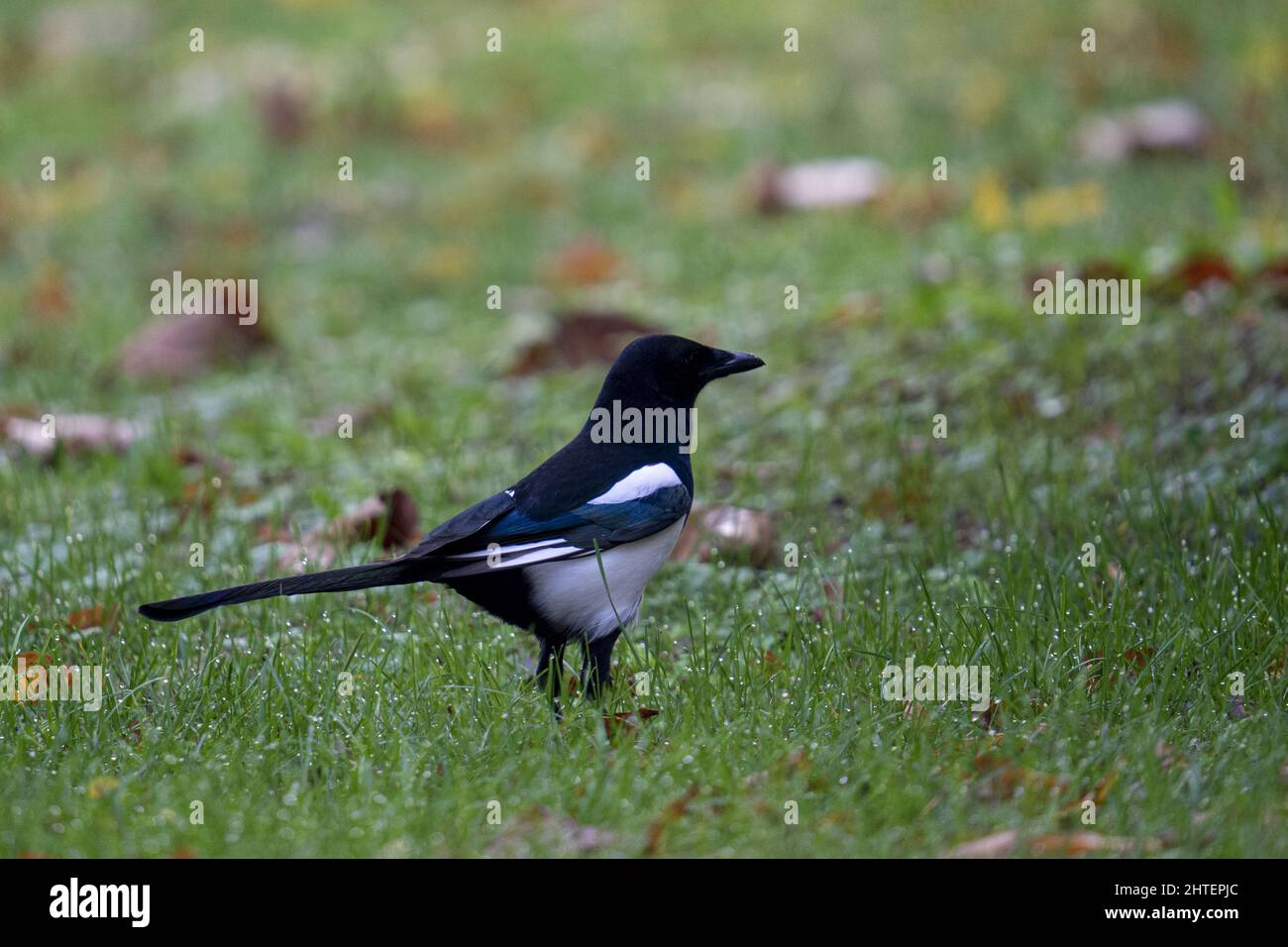 Lone magpie hi-res stock photography and images - Alamy