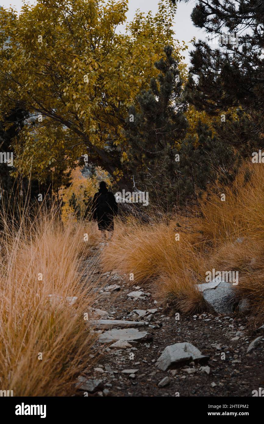 Vertical back view of a hiker walking along a route in an autumn forest ...