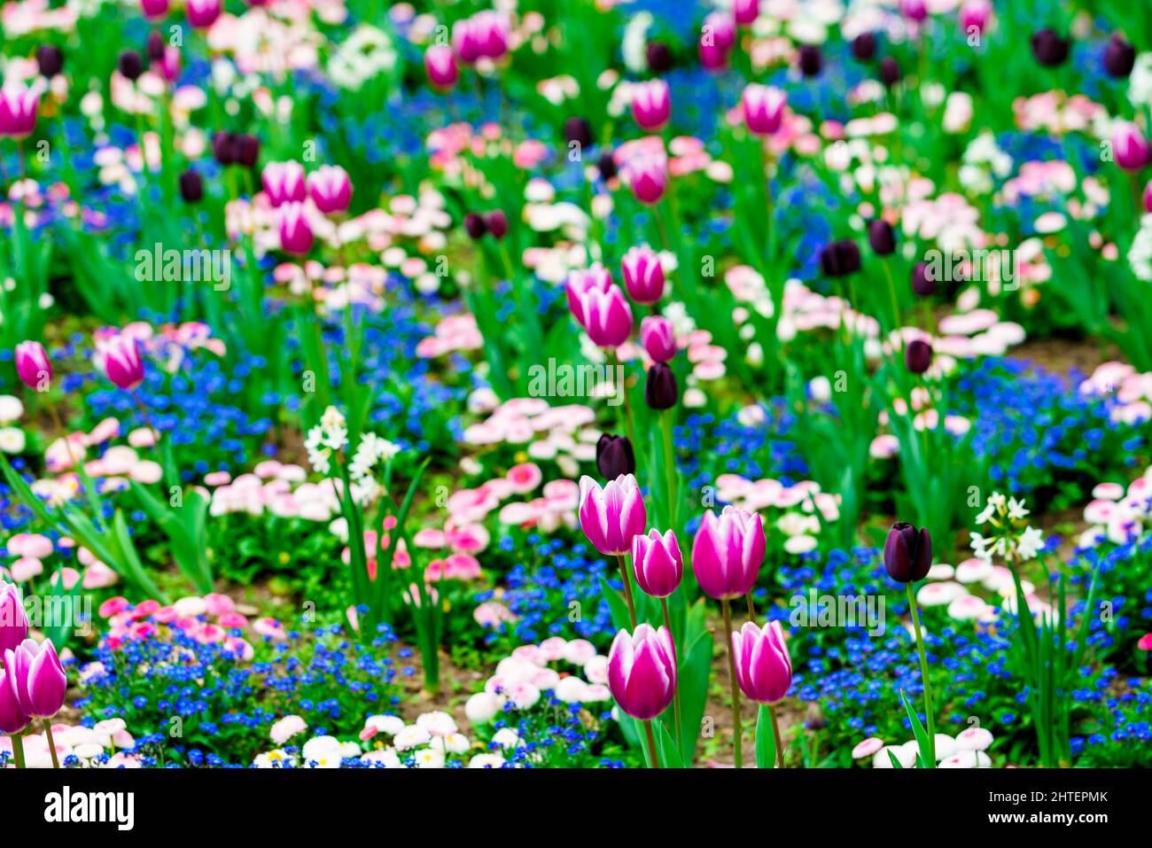 Field of Colorful Tulips in Bloom Stock Photo - Alamy