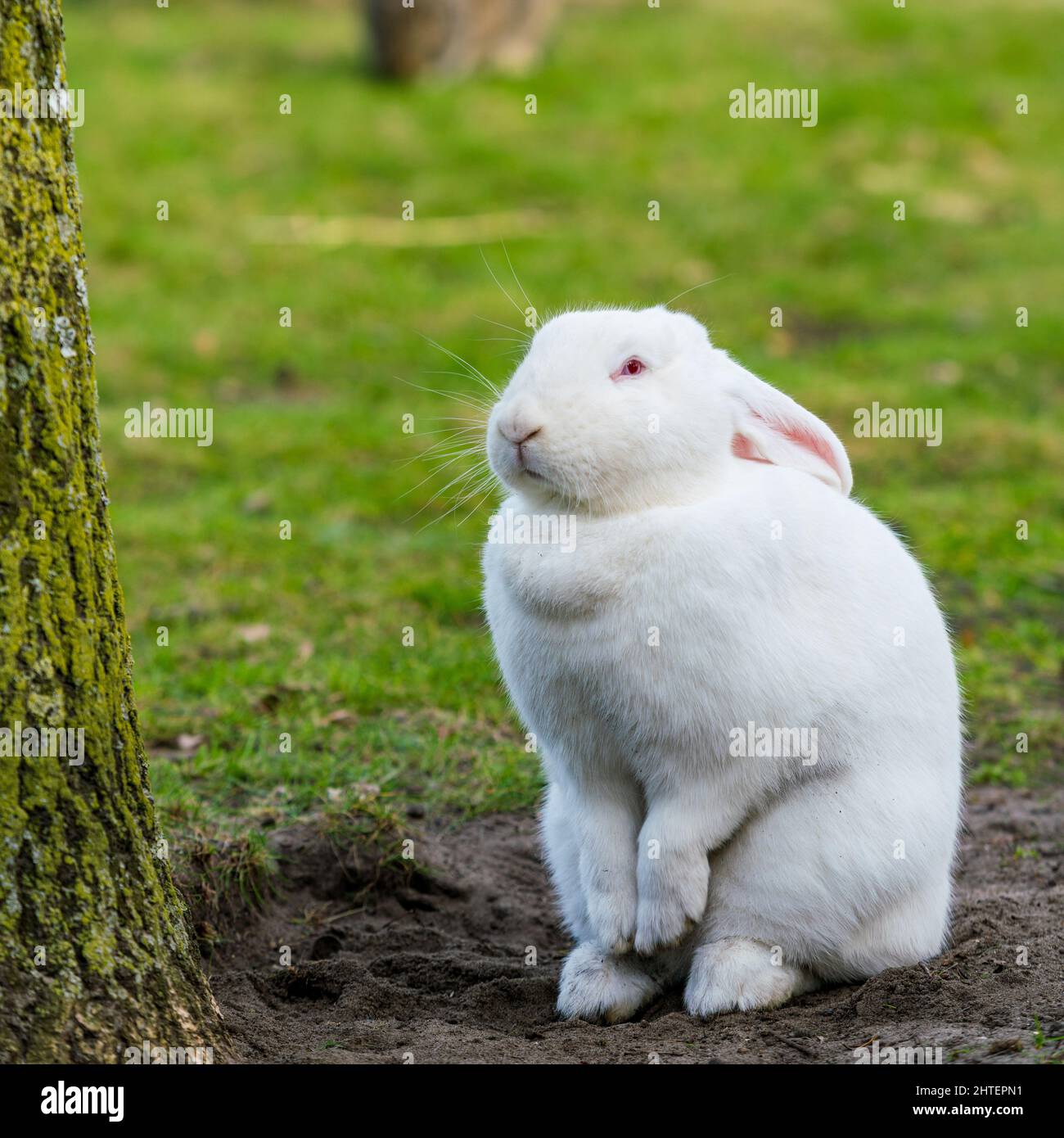 White rabbit. Rabbit On Grassy Field Stock Photo - Alamy