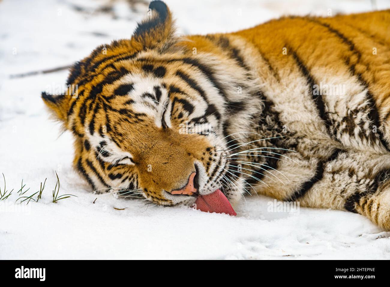 Tiger lying in the snow. Beautiful wild siberian tiger on snow Stock ...