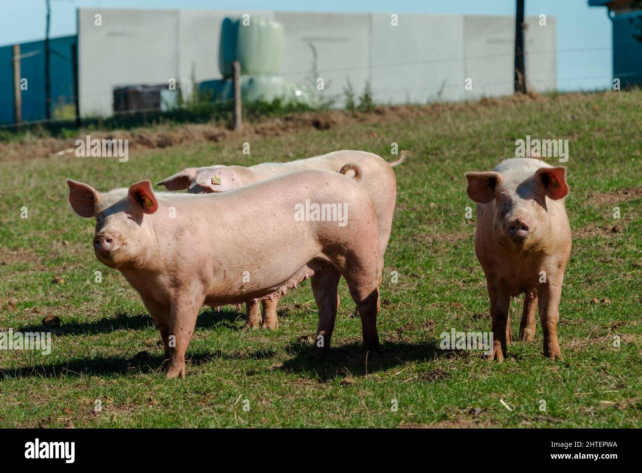 Pigs in field. Healthy pig on meadow Stock Photo - Alamy