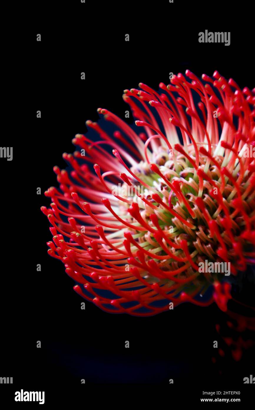 Red protea hi-res stock photography and images - Alamy