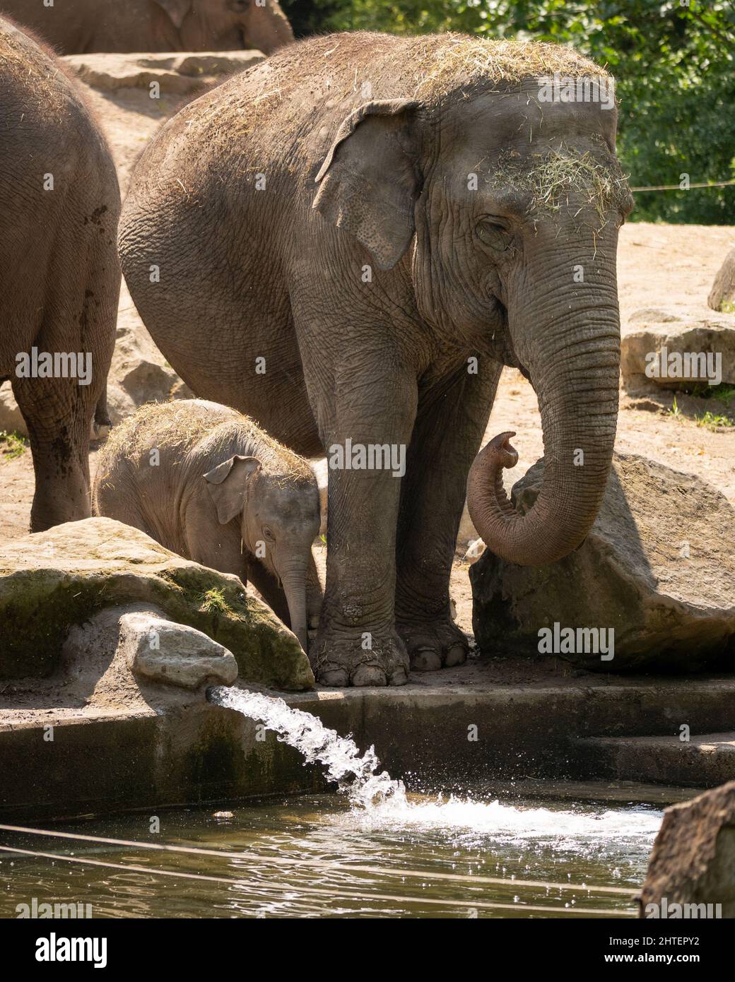 Vertical shot of the elephant with its baby preparing to drink water at ...