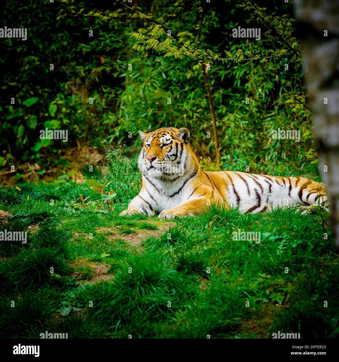 Tiger laying down on green grass Stock Photo - Alamy