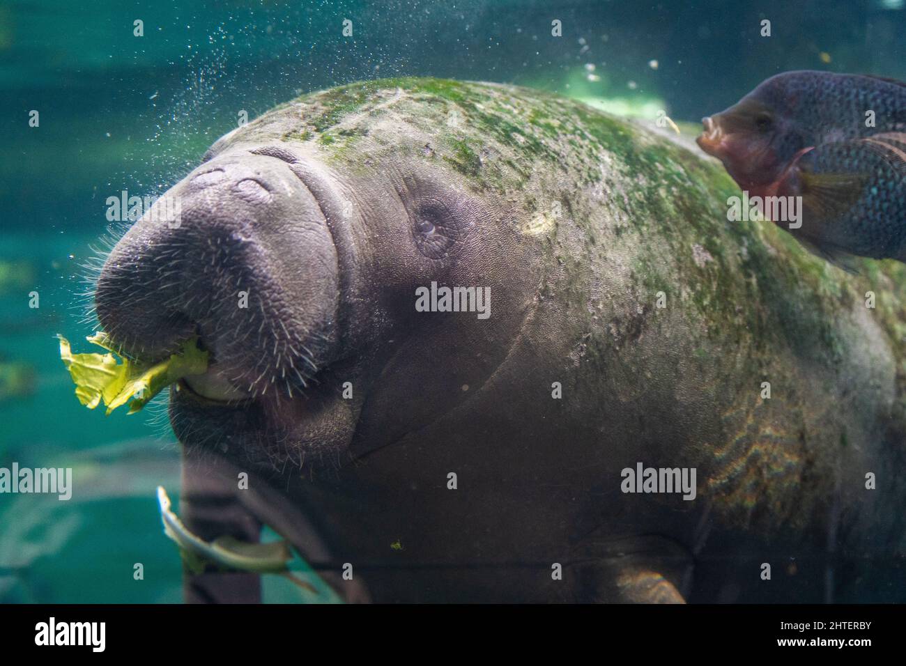 Florida manatees large aquatic hi-res stock photography and images - Alamy