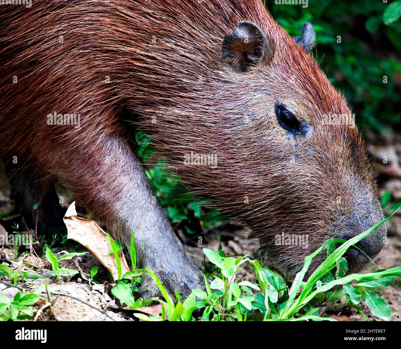 Capybara’s webbed feet hi-res stock photography and images - Alamy
