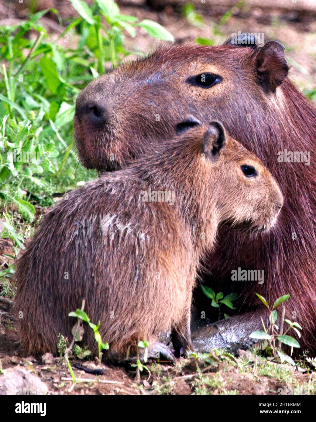 Capybaras playing hi-res stock photography and images - Alamy