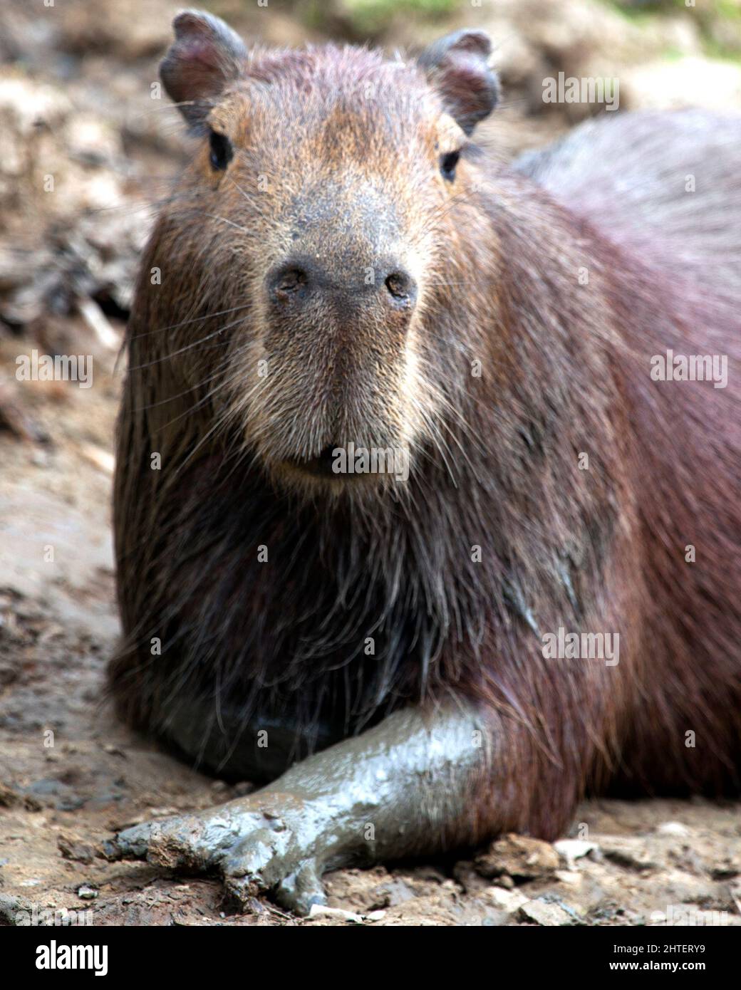 Closeup portrait of a muddy Capybara (Hydrochoerus hydrochaeris ...