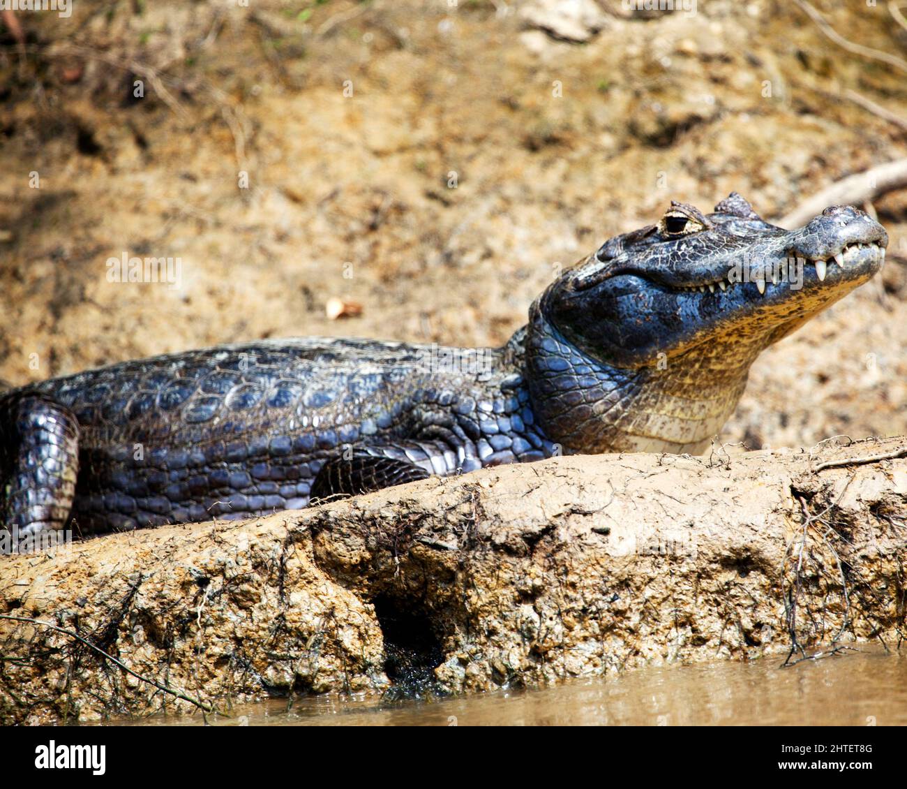 Closeup of a Black Caiman (Melanosuchus niger) sitting along banks of ...