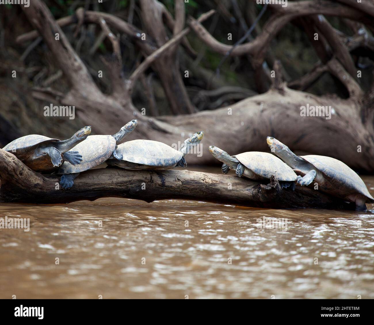 Closeup portrait of a group of Yellow-spotted River turtles (Podocnemis ...
