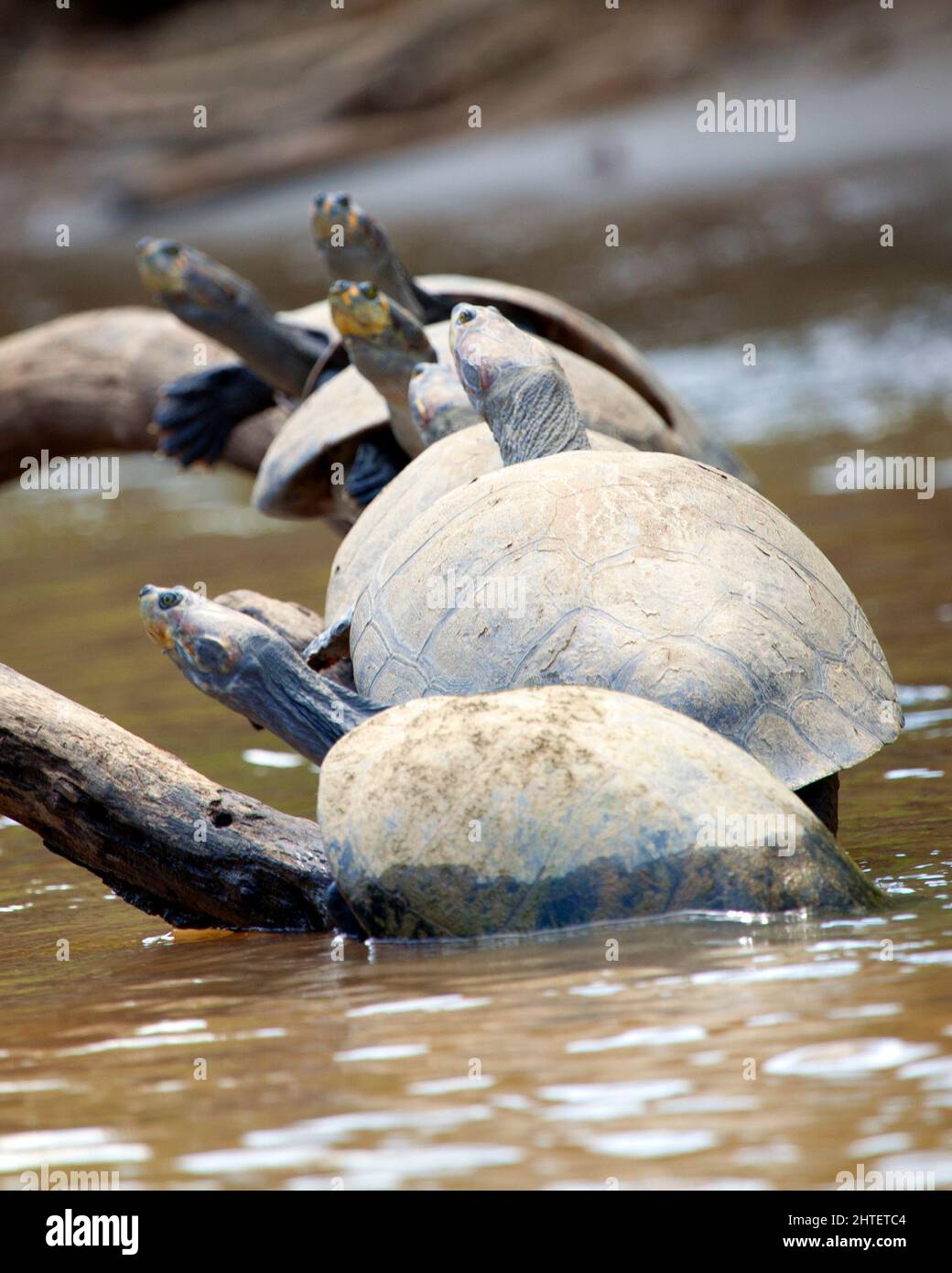 Closeup portrait of a group of Yellow-spotted River turtles (Podocnemis ...