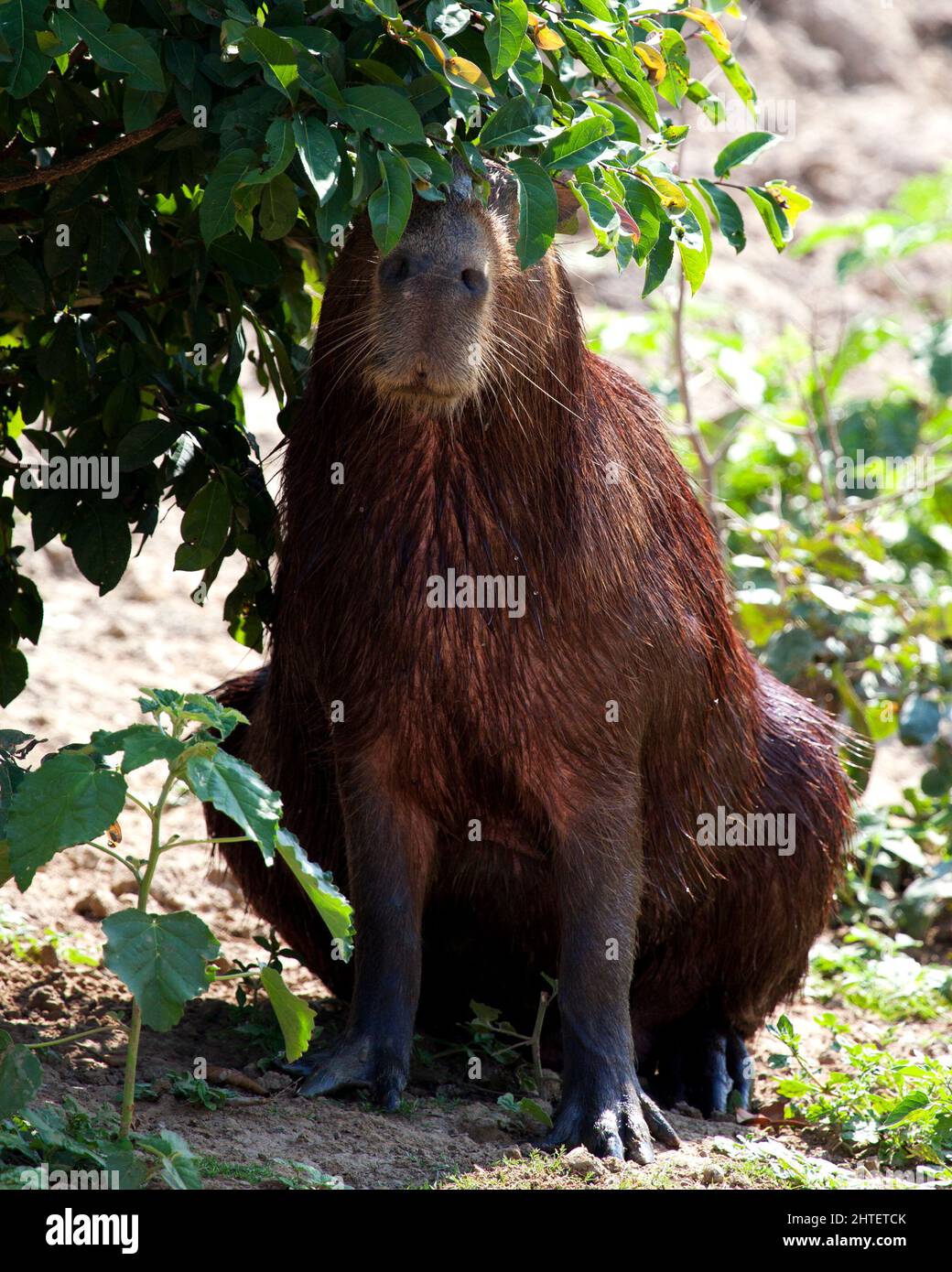 Closeup portrait of a Capybara (Hydrochoerus hydrochaeris) hiding ...