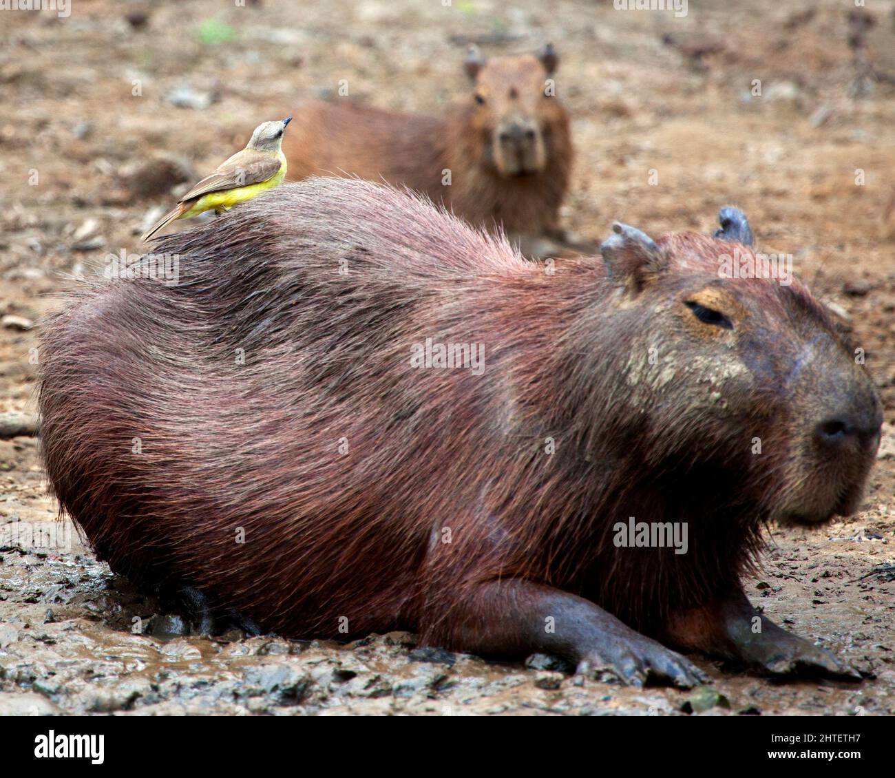 Capybara’s webbed feet hi-res stock photography and images - Alamy