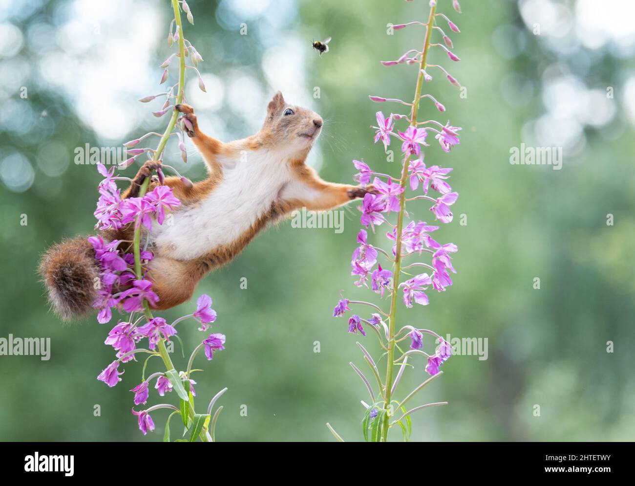 Red squirrel between loosestrife flowers Stock Photo - Alamy
