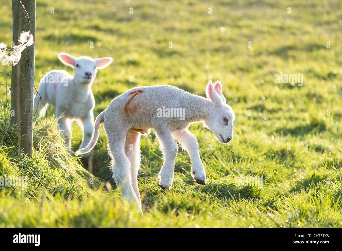 Kidderminster, UK. 27th February, 2022. UK weather: Jumping newborn ...