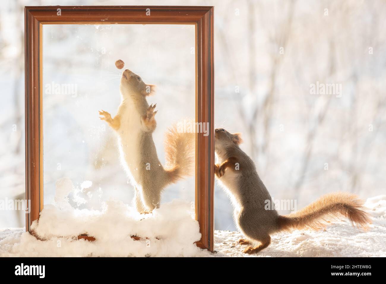 Glass squirrel hi-res stock photography and images - Alamy