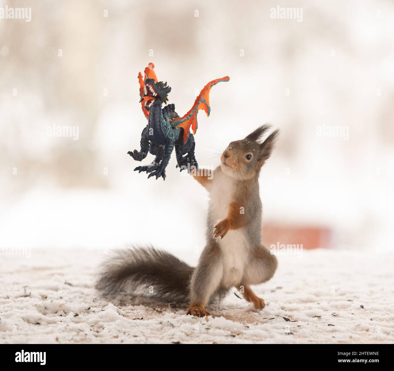 Squirrel as a pet hi-res stock photography and images - Alamy