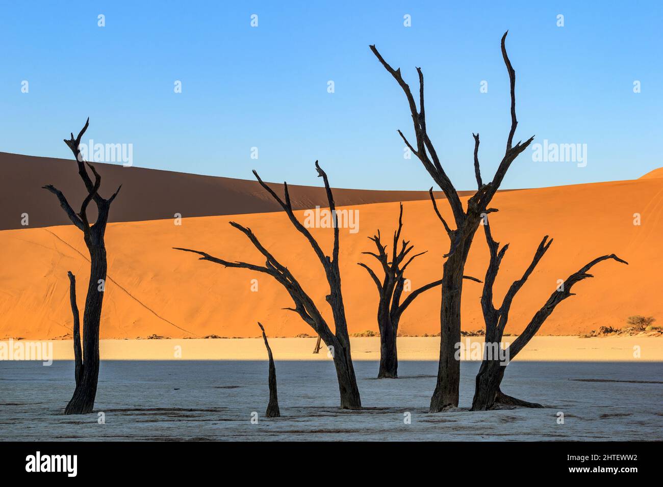Dead trees in Deadvlei,Namib Desert at sunrise,Namibia,Southern Africa ...