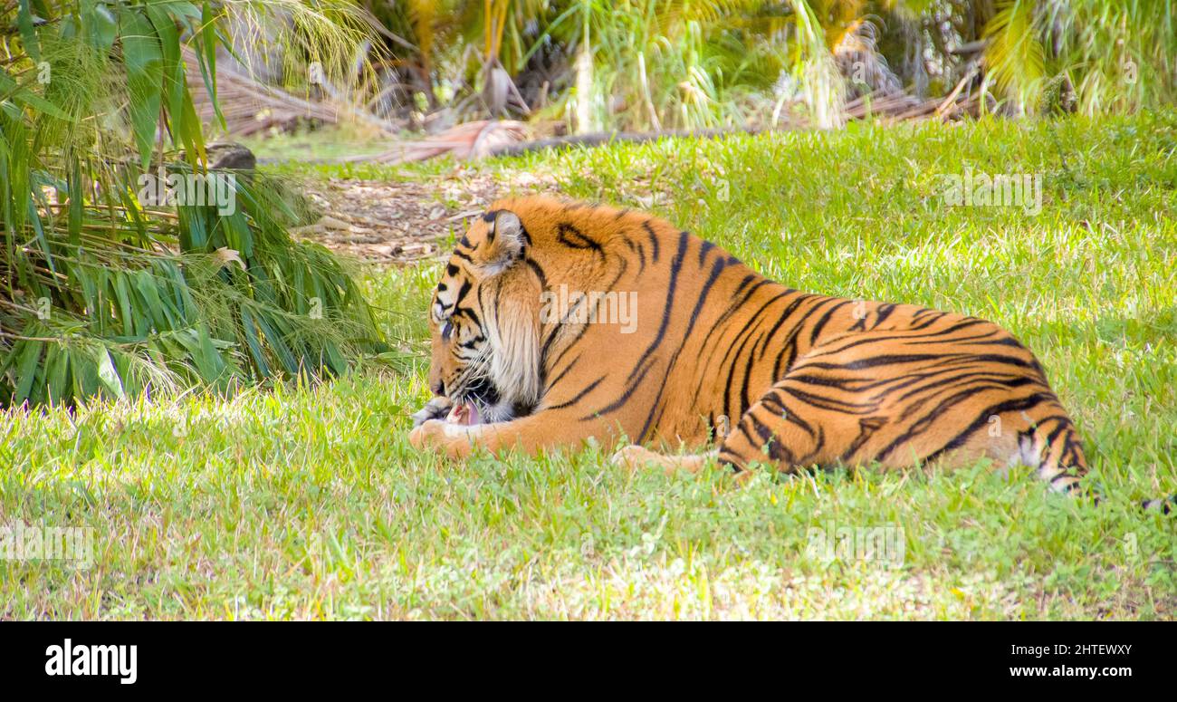 Huge tiger lying on the green grasses Stock Photo - Alamy