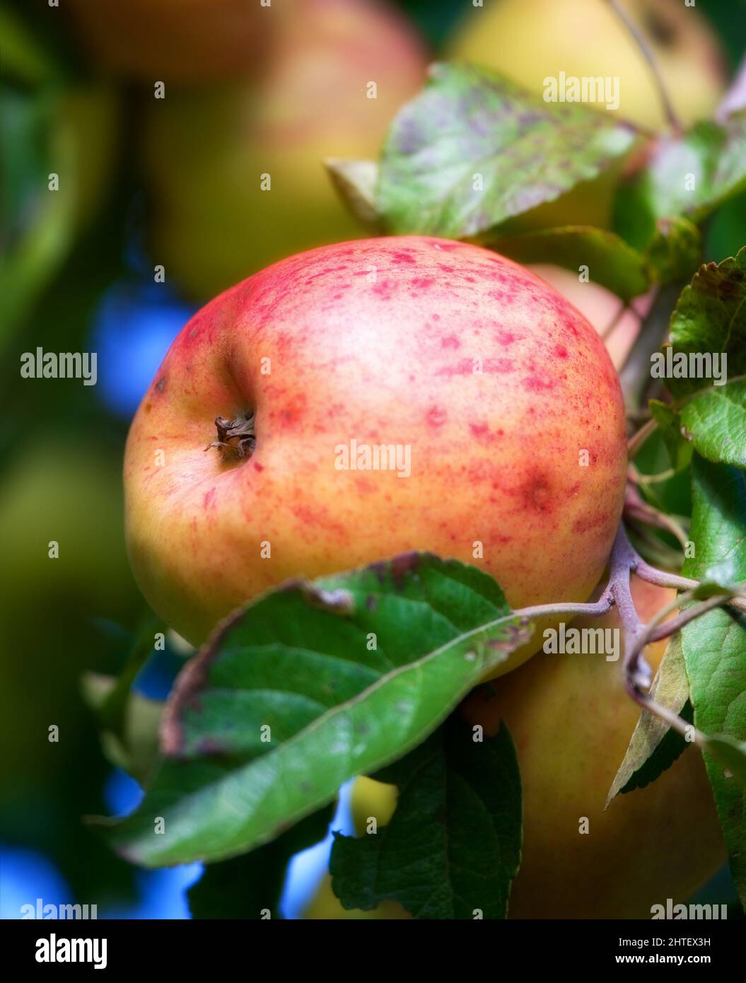Apples. A photo of taste and beautiful apples Stock Photo - Alamy