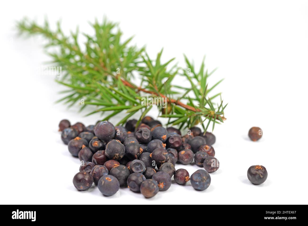 Dried juniper berries against white background Stock Photo - Alamy