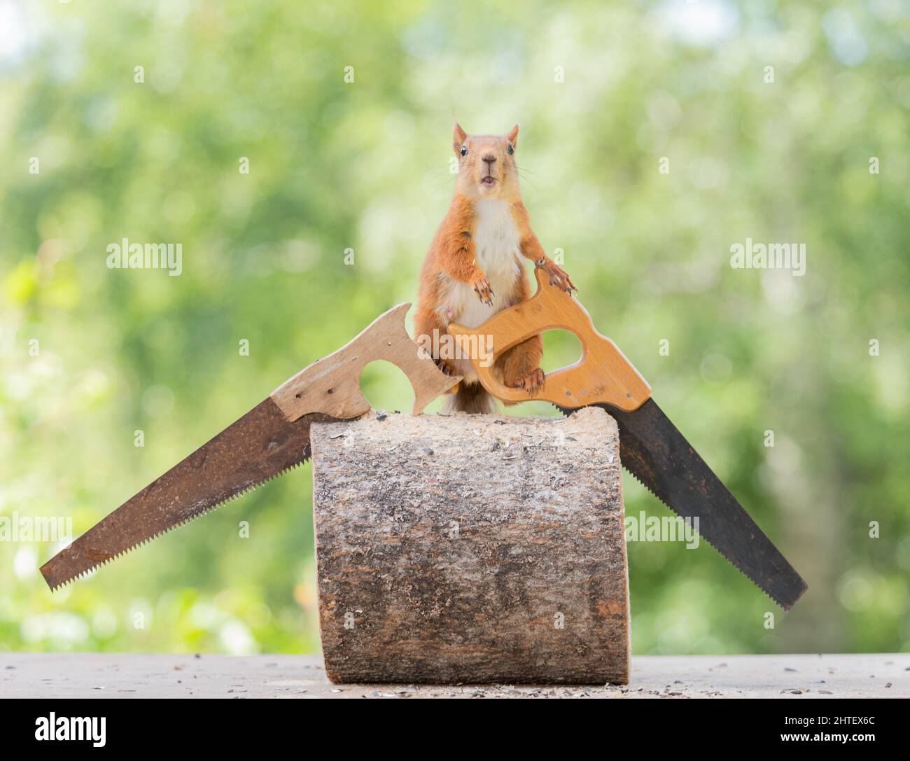 Squirrel saw hi-res stock photography and images - Alamy