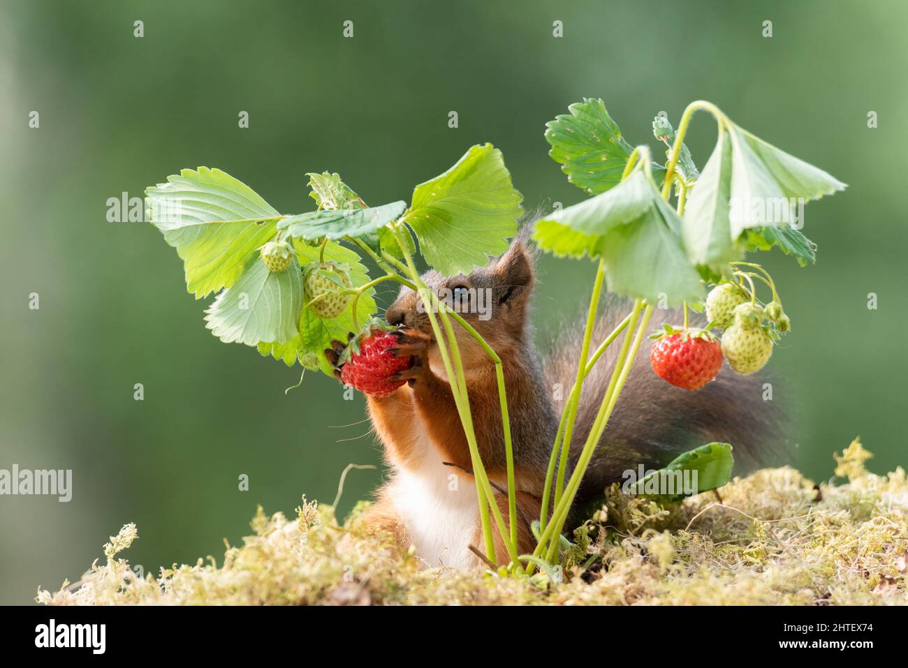 Red Squirrel Is Eating A Strawberry High Resolution Stock Photography ...