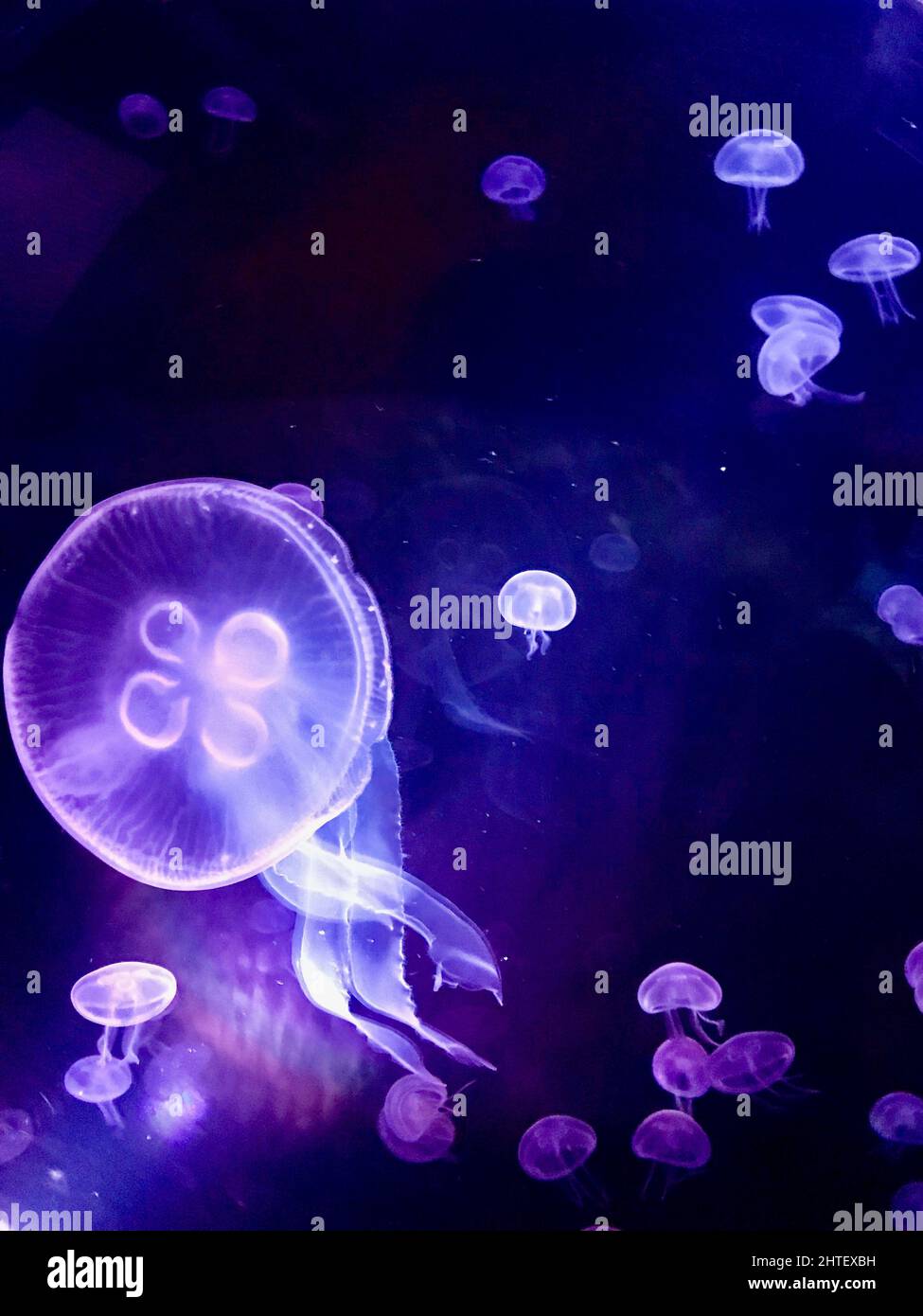 Luminous creature hi-res stock photography and images - Alamy