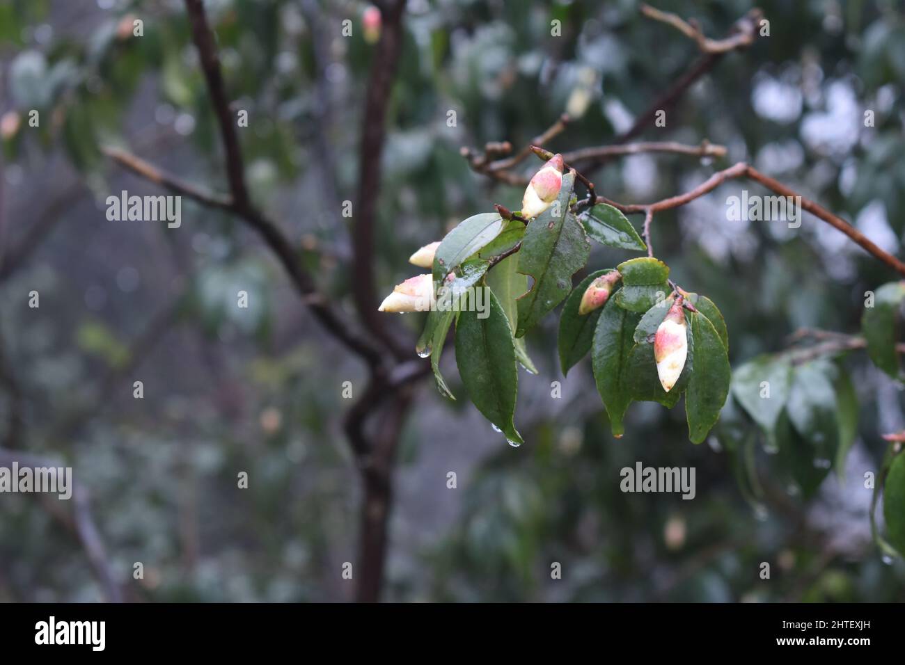 Closeup of a small tree branch with leaves hanging and dense trees on ...