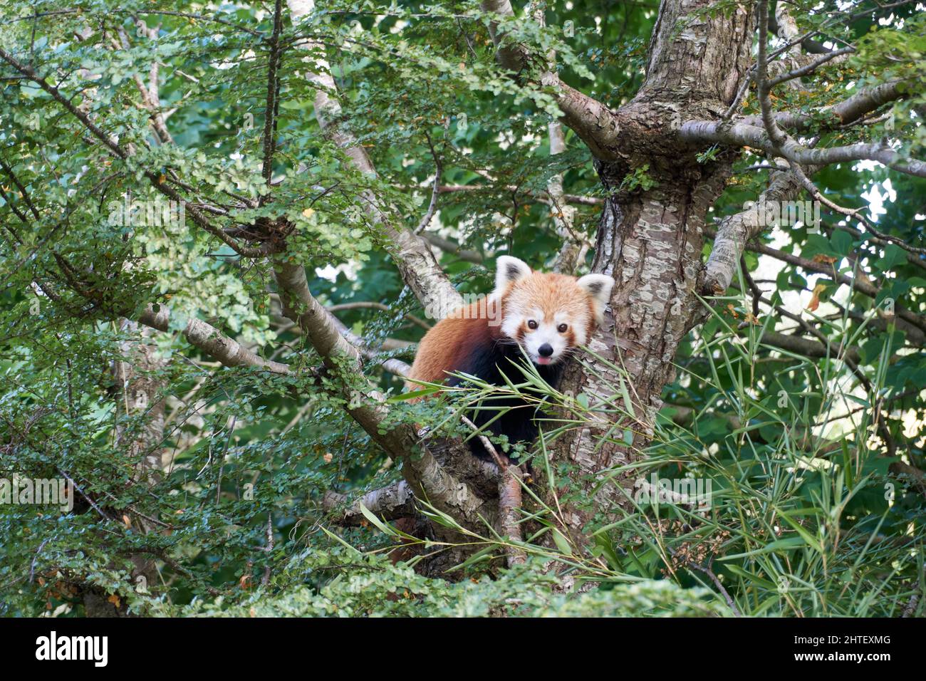 Adorable red panda on a tree Stock Photo - Alamy