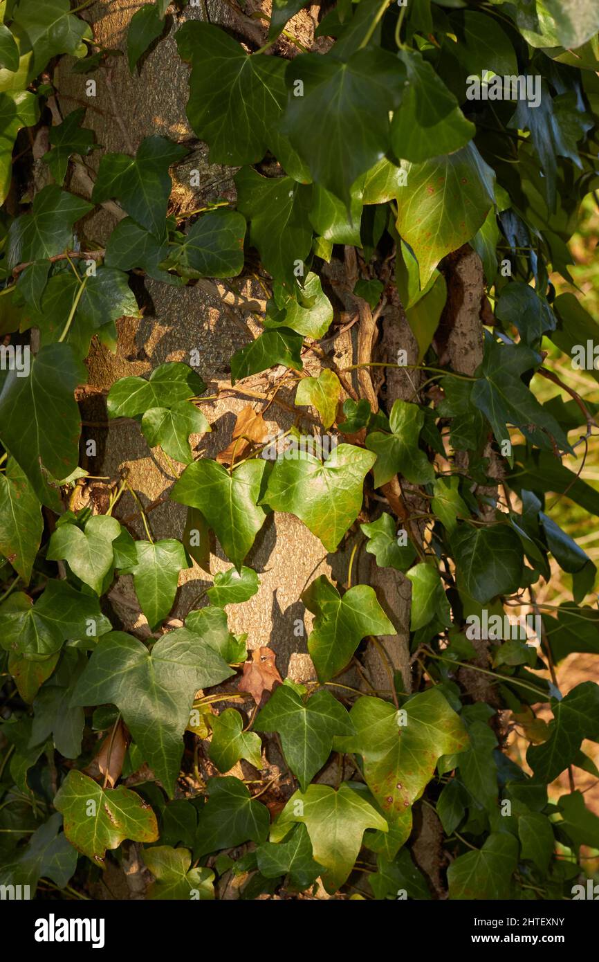 Vine climbing tree trunk hi-res stock photography and images - Alamy