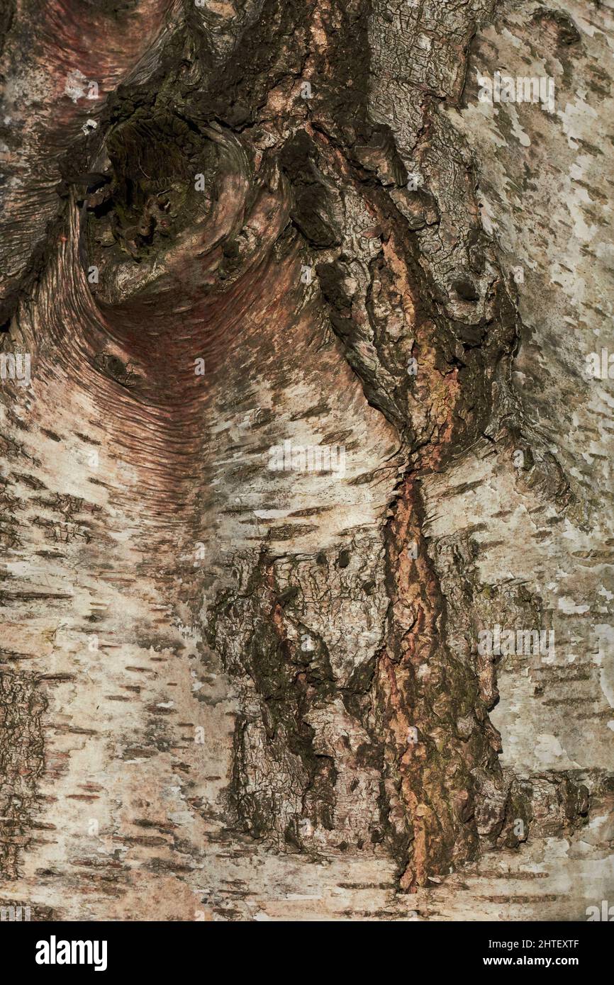 Knotted log hi-res stock photography and images - Alamy