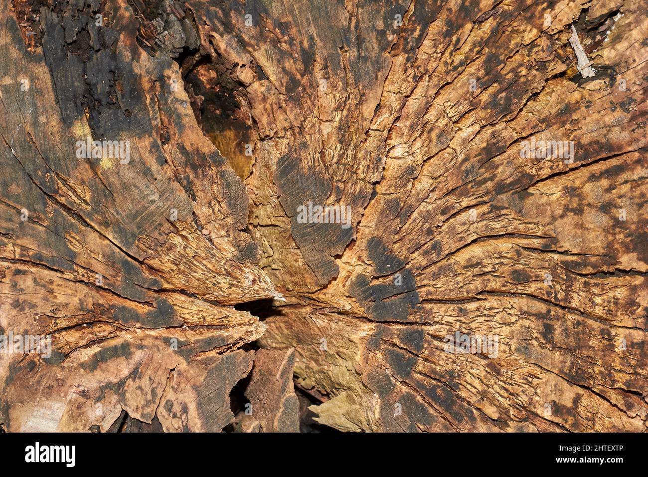 Weathered and textured tree stump Stock Photo - Alamy